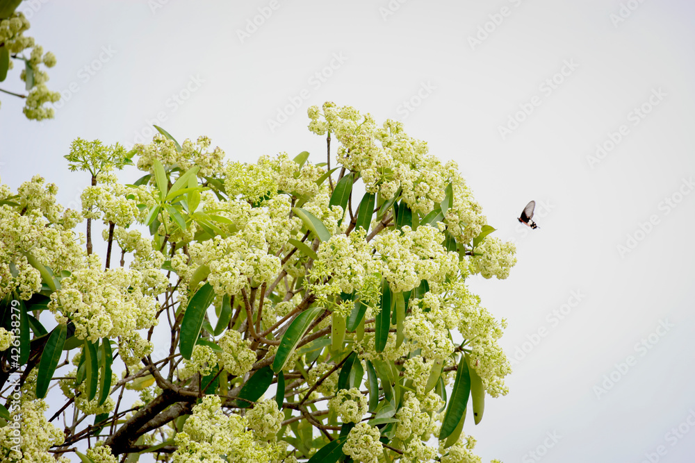 White flower with green leaves of Devil tree ( Alstonia scholaris ...