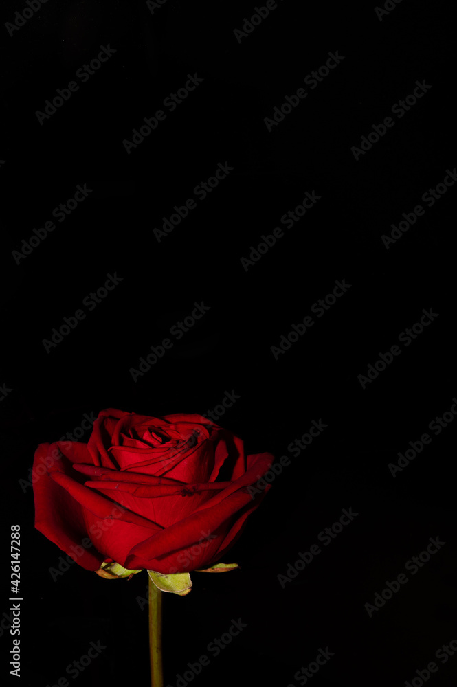 Red rose on the black background. Red rose with awesome reflections on ...
