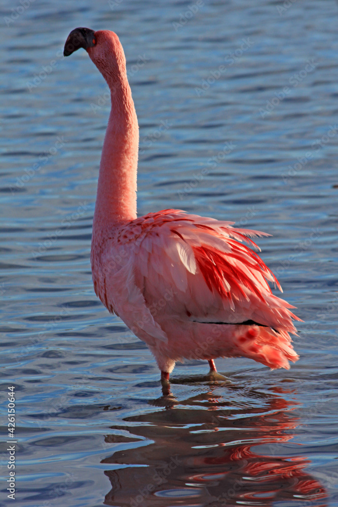 flamant rouge Stock Photo | Adobe Stock