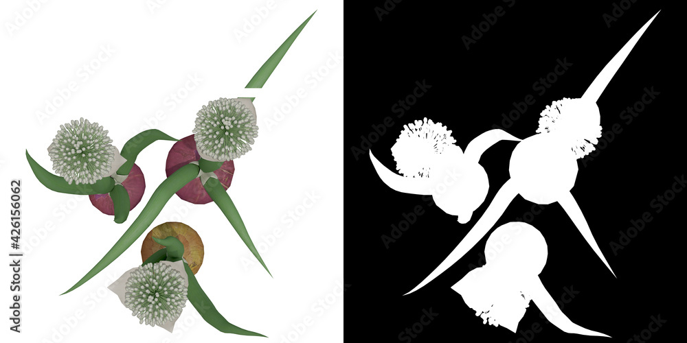 Top view of plant (Allium Cepa) png with alpha channel to cutout 3D ...