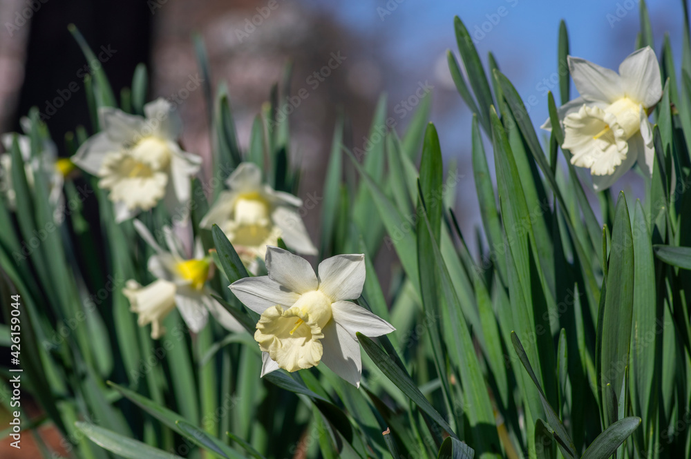 Narcissus hybridus bright white trumpet daffodils stainless flowers in ...