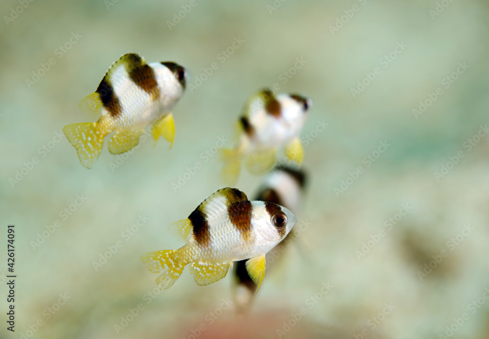 Black-banded Damsels (Amblypomacentrus breviceps). Triton Bay, West ...