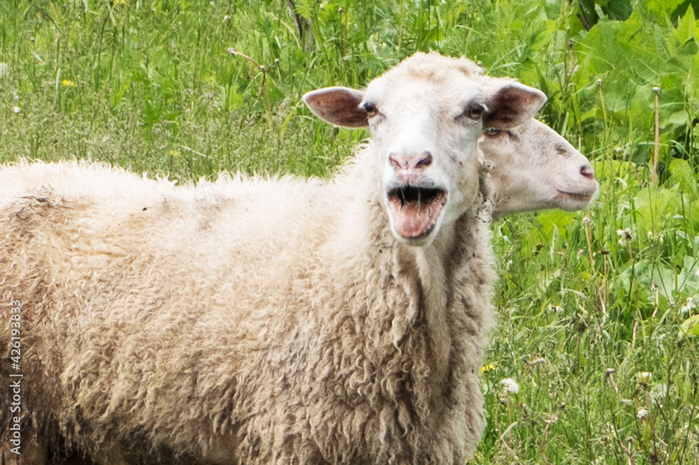 Two sheep stand side by side on a green field of grass. Sheep stand ...