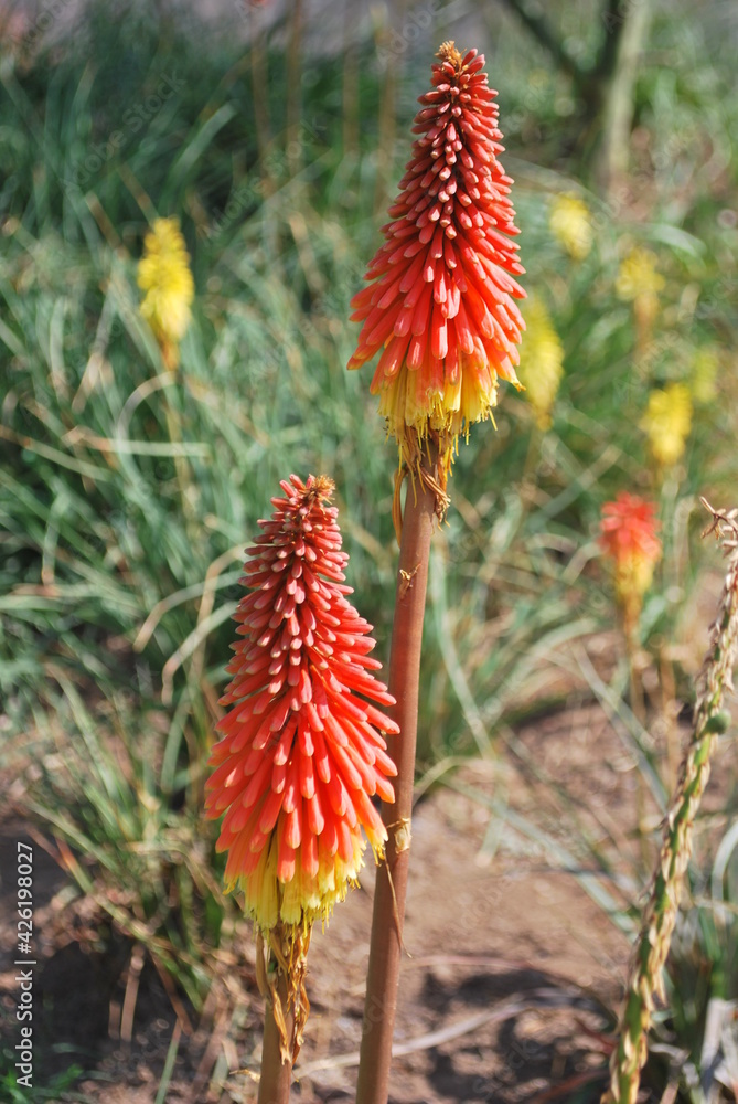 Espigas flores Tritoma antorchas rojas, flor perenne en parque Stock ...