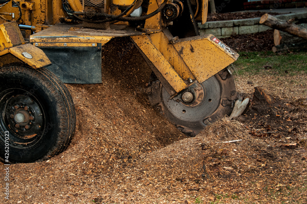 Foto de Tree stump grinding machine in operation. A stump grinder is ...