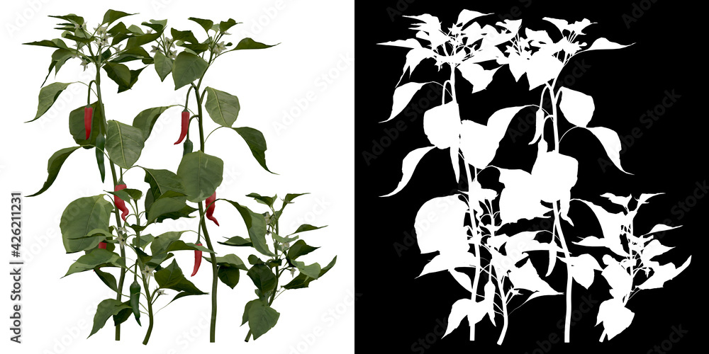 Left view of plant (Capsicum Annuum) png with alpha channel to cutout ...