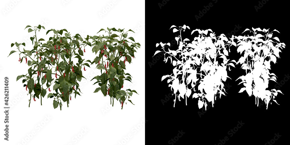 Left view of plant (Capsicum Annuum) png with alpha channel to cutout ...