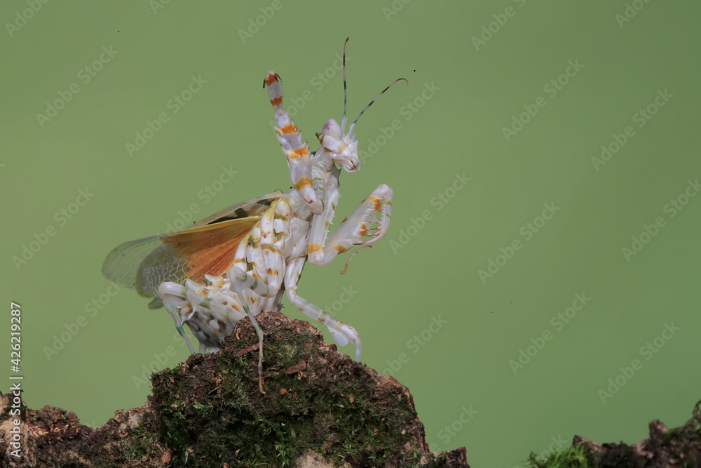 A spiny flower mantis (Pseudocreobotra wahlbergii) is flapping its ...