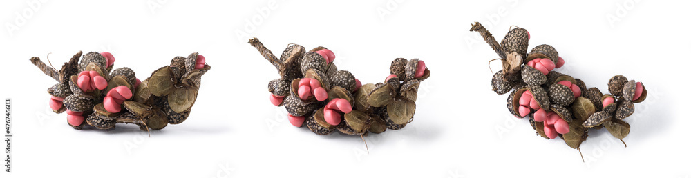 pinkish red, glossy seeds and seed pod of magnolia champaca or champak ...