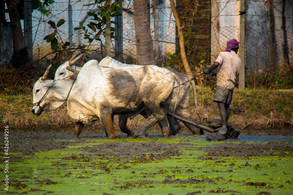 Indian agriculture style. This is the ancient method of farming where ...
