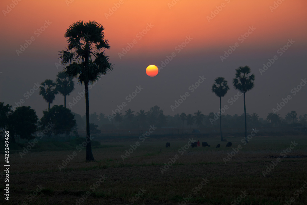 The beautiful sunset images taken in Rural India. Stock Photo | Adobe Stock
