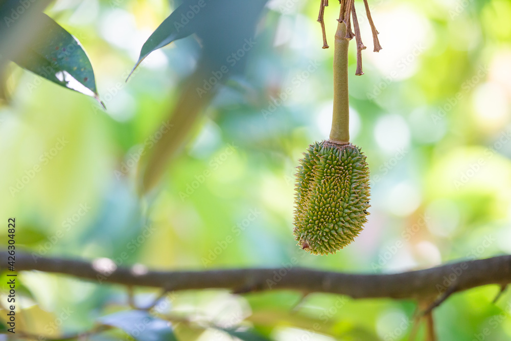 close-up Young durian on early in the summer is growing in Thai farms ...