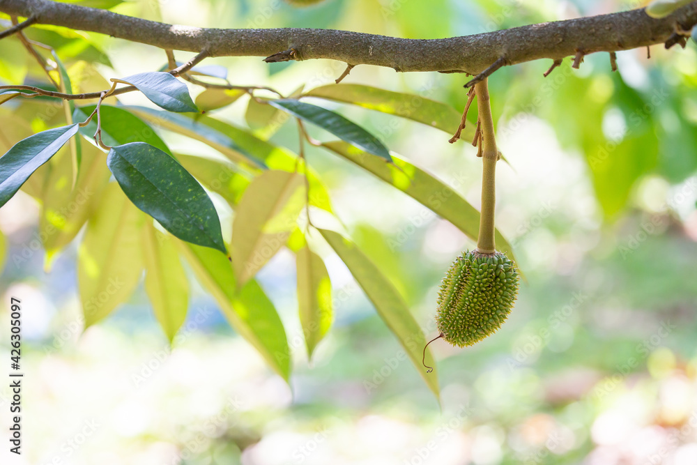 close-up Young durian on early in the summer is growing in Thai farms ...