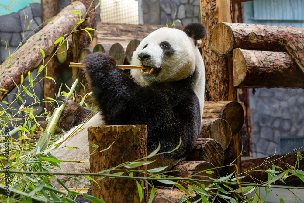 Giant Panda. This is a mammal with a peculiar black-and-white coat ...