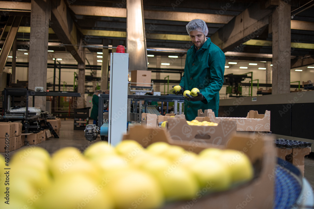 Working in organic food factory sorting green apples and conveyer belt ...