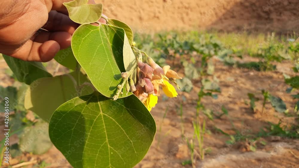 Flower of Gmelina arborea tree. Gmelina arborea, other names beechwood ...