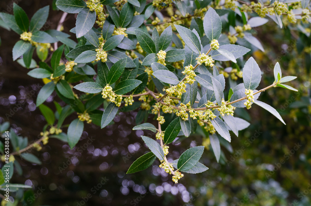 Beautiful flowering Phillyrea Latifolia commonly known as Jasmine Box ...