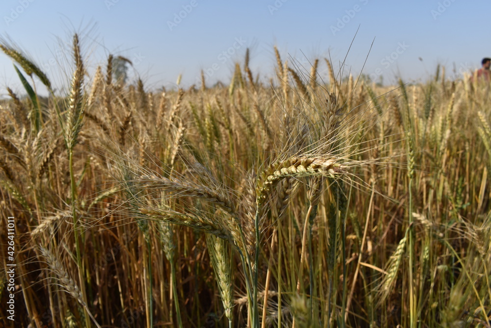 Indian fields in an Indian village in Patiala, Punjab. Crop in fields ...