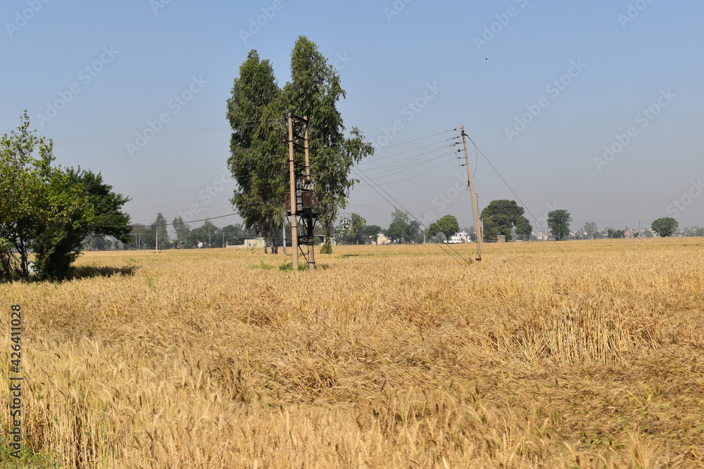 Indian fields in an Indian village in Patiala, Punjab. Crop in fields ...