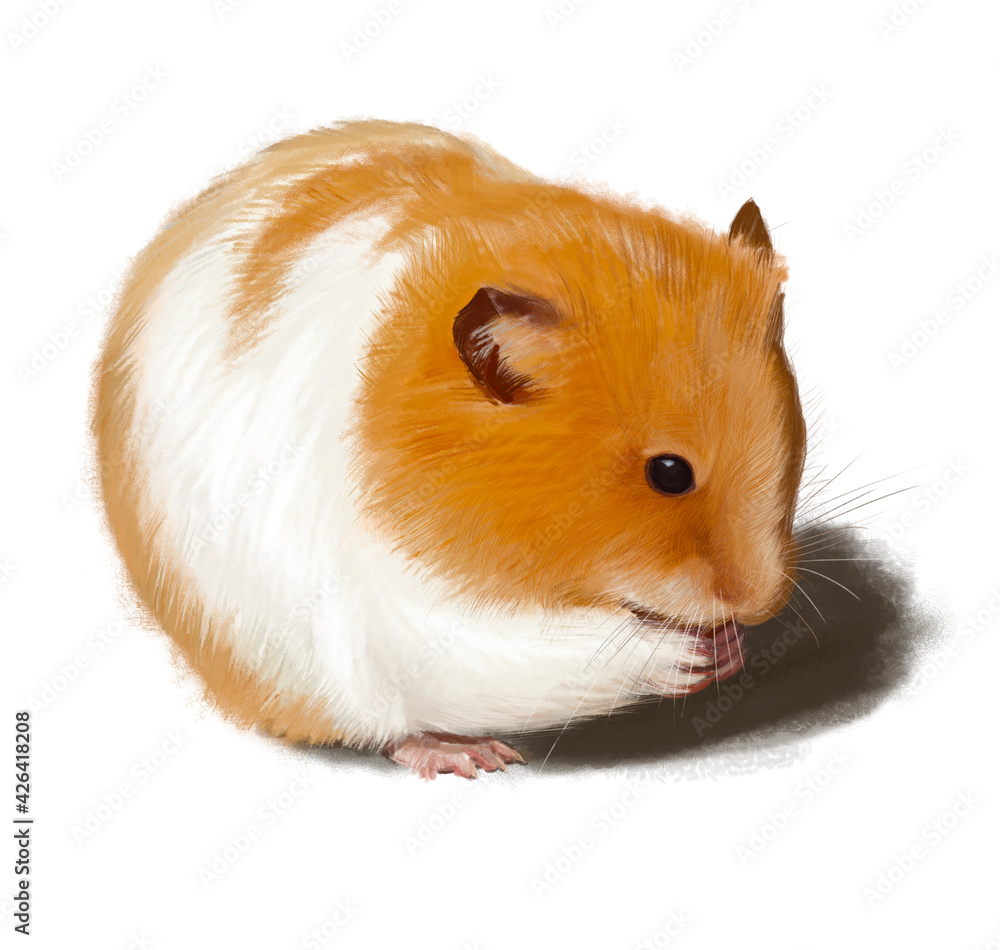 Sketch of white and red hamster on a white background. Color drawing of ...