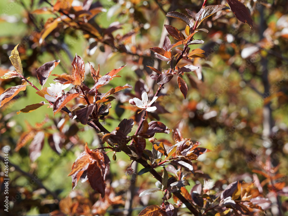 (Prunus x cistena) Prunier ou cerisier pourpre des sables, arbuste ...