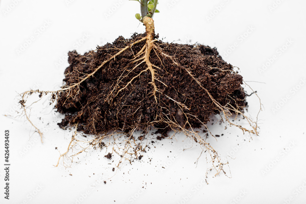 Roots of a plant with soil, isolated on white background. Stock Photo ...