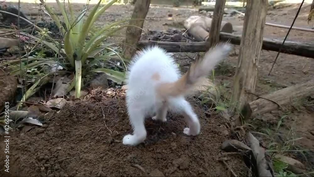 Kitten is pooping outdoor, A white cat with toilet soil, close up ...