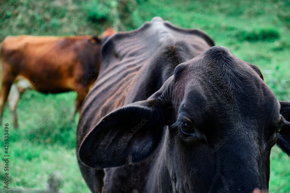 rostro de una vaca flaca con mirada triste Stock Photo | Adobe Stock