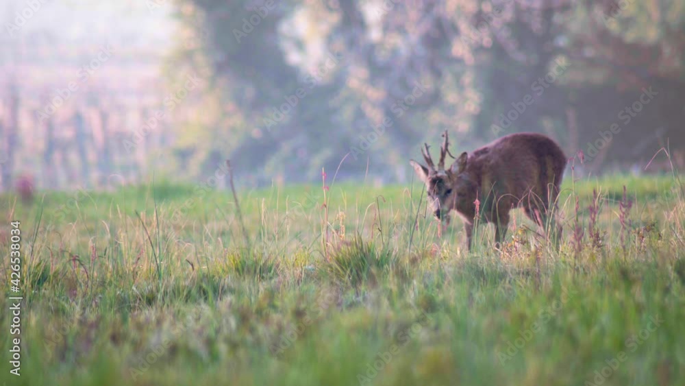 Roe deer, capreolus capreolus, forages and looks around the misty ...