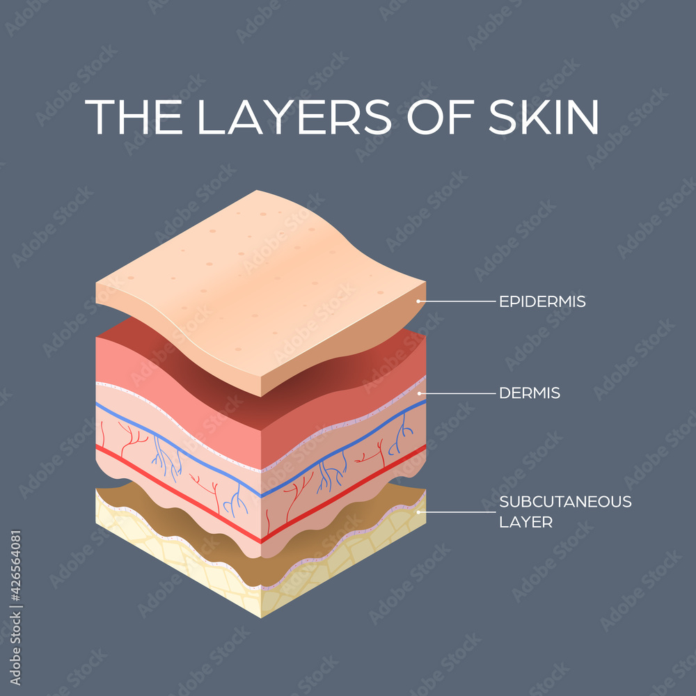 cross-section of human skin layers structure skincare medical concept ...