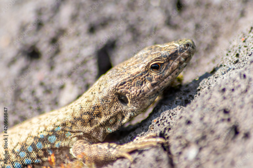 Lizard on the hunt for insects on a hot volcano rock warming up in the ...