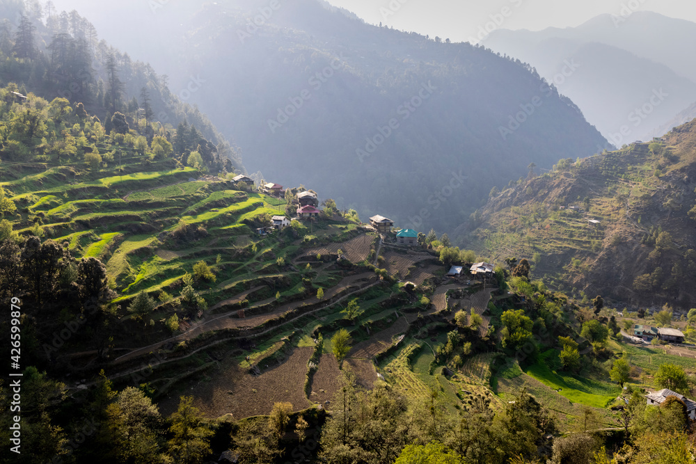 farming or ladder farming in the hilly region of Himalaya near Sainj ...