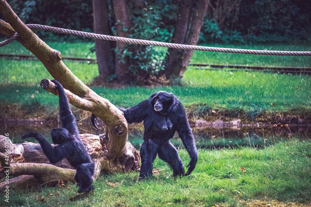 Schimpansen im Affengehege im Serengeti Park im niedersächsischen ...