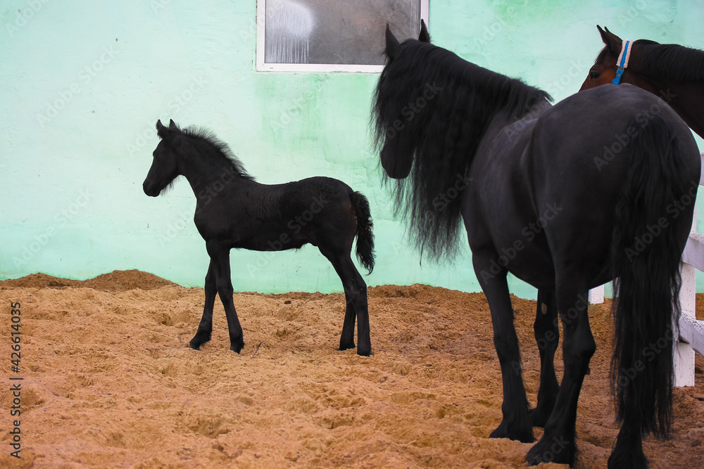 A beautiful black foal with a mother horse against green wall in a pasture. A little horse is ...