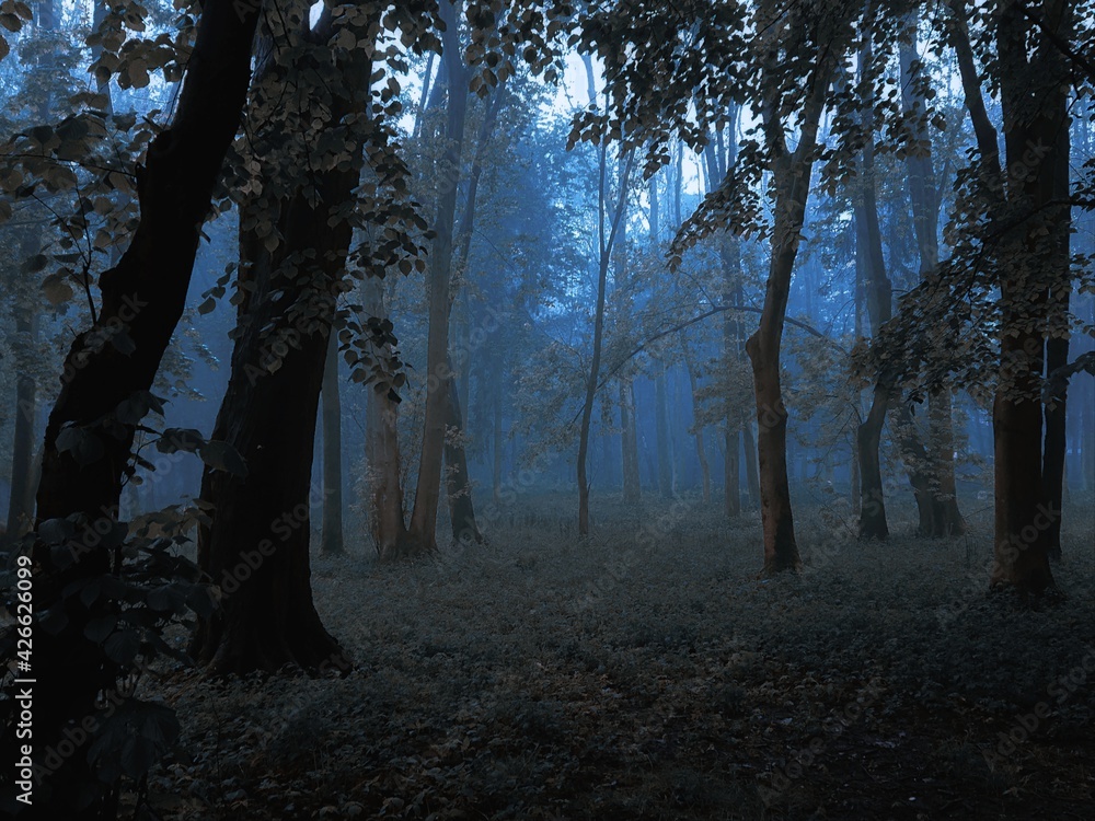 Dark Mysterious Forest
