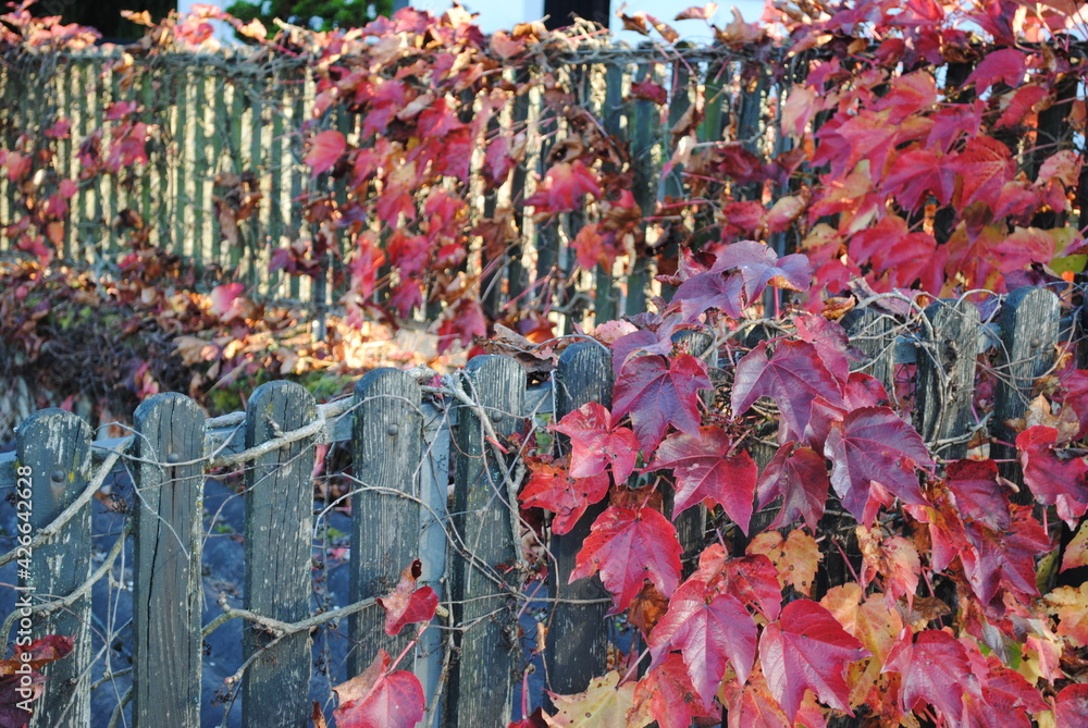 Vigne vierge vraie, vigne vierge à cinq folioles ou vigne vierge de ...