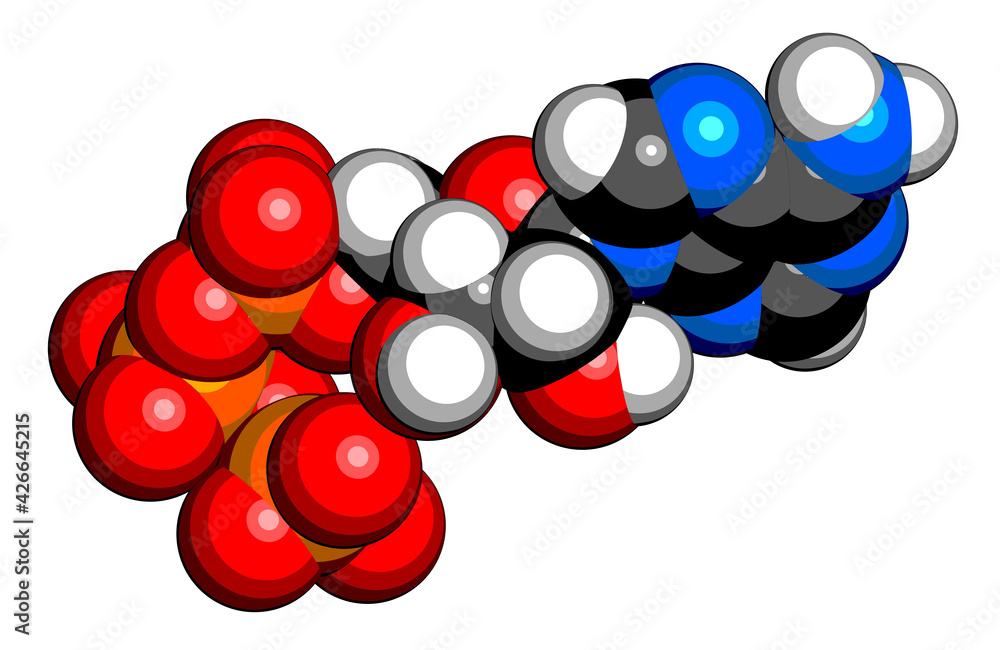 Adenosine Triphosphate Atp Molecule Functions As Neurotransmitter