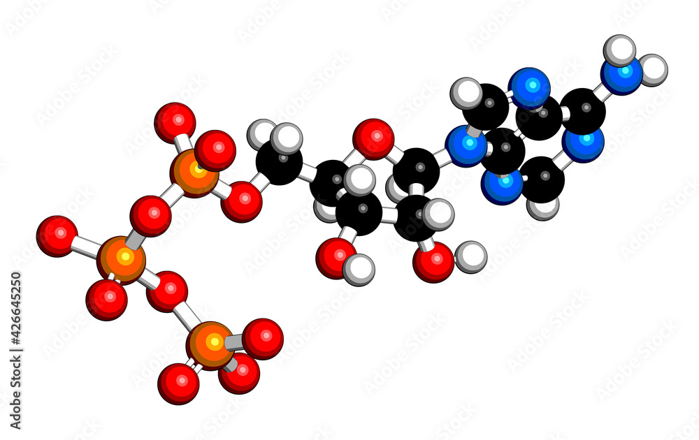 Adenosine Triphosphate Atp Molecule Functions As Neurotransmitter