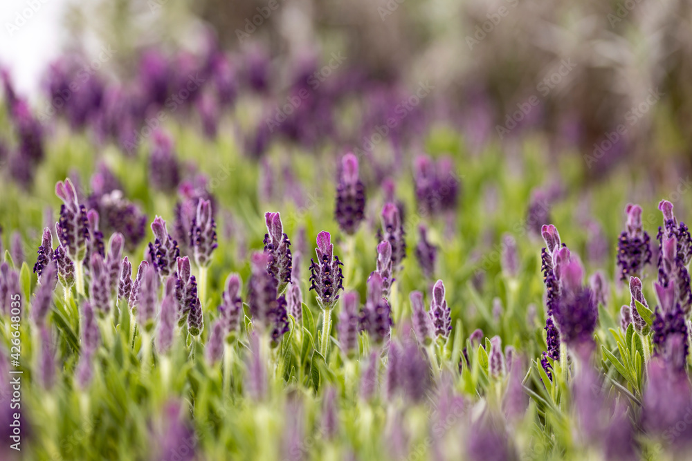 Lavandula stoechas, the Spanish lavender or topped lavender (U.S.) or ...