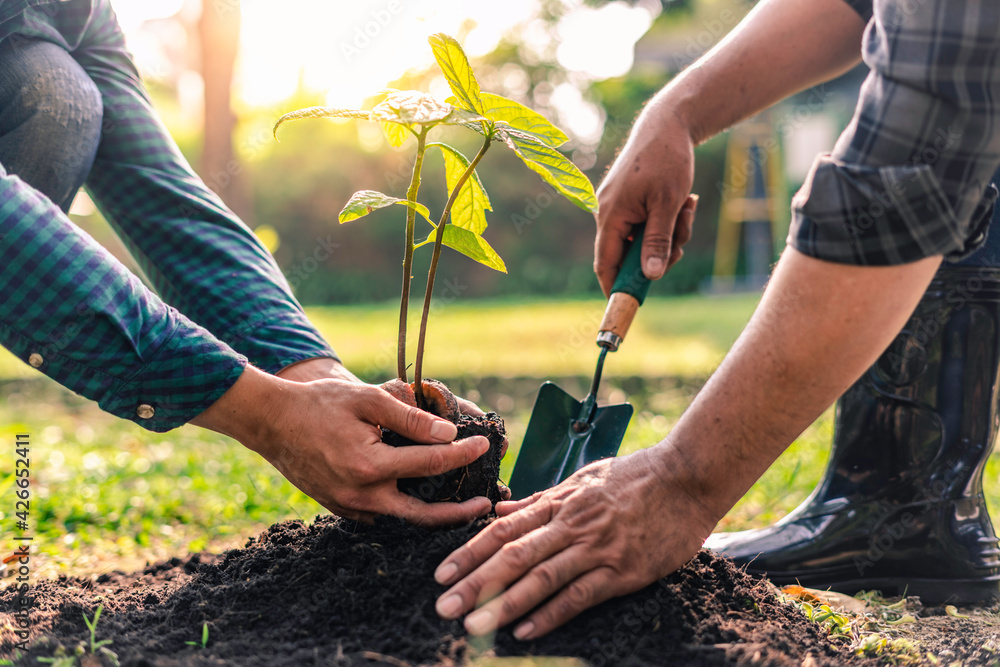 World environment day afforestation nature and ecology concept The male ...