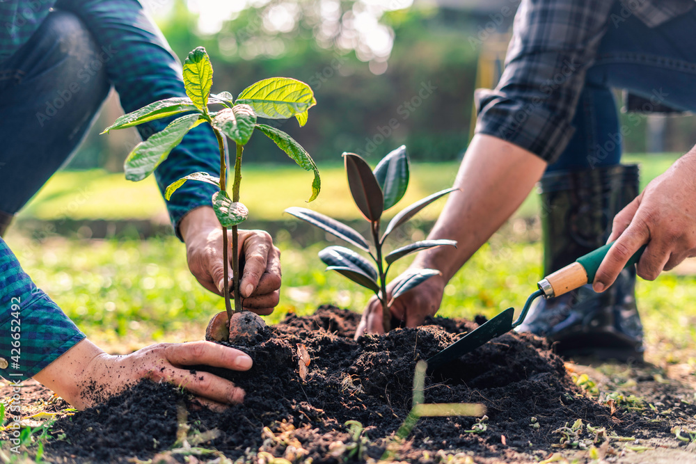 World environment day afforestation nature and ecology concept The male ...