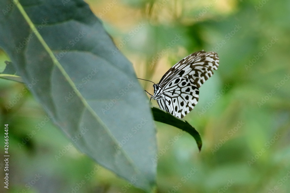 Malabar Tree Nymph Butterfly, Idea Malabarica, Kudremukh Wildlife ...