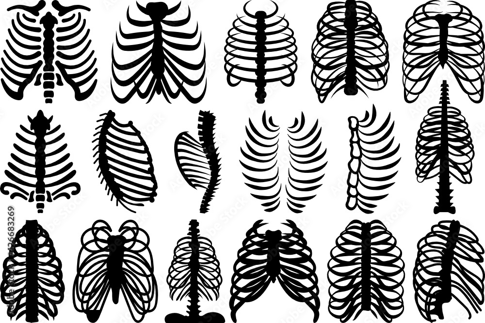Skeleton Rib Cage SVG Cut Files | Xray SVG | Rib Cage Silhouette Bundle ...