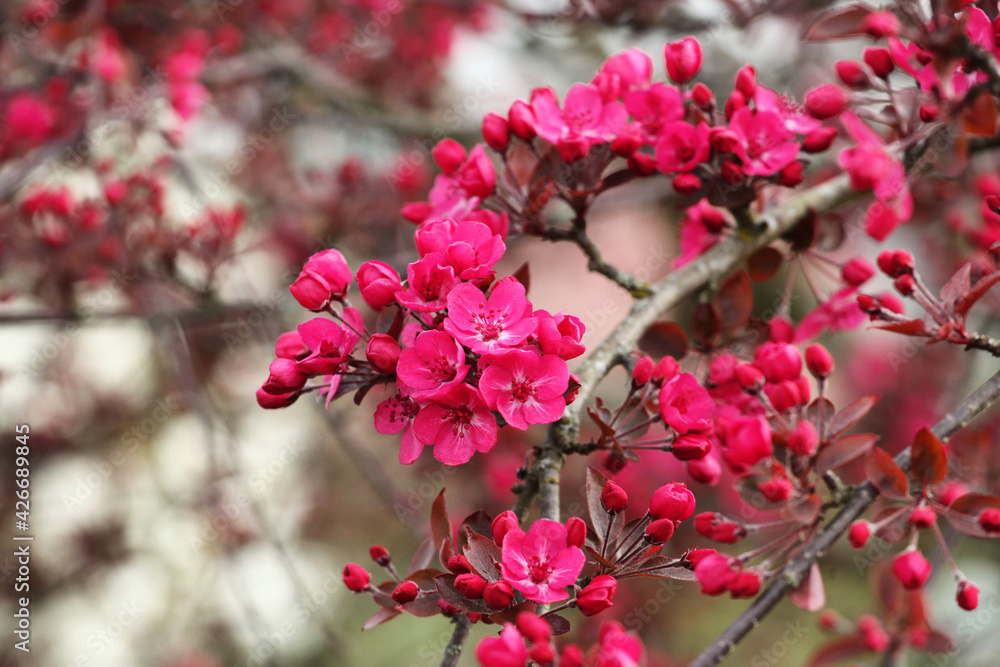 Cardinal Crabapple