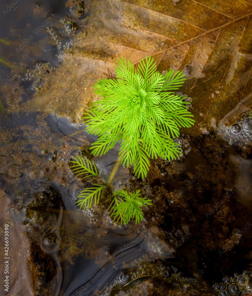 Myriophyllum aquaticum - commonly called Parrot's Feather is an ...