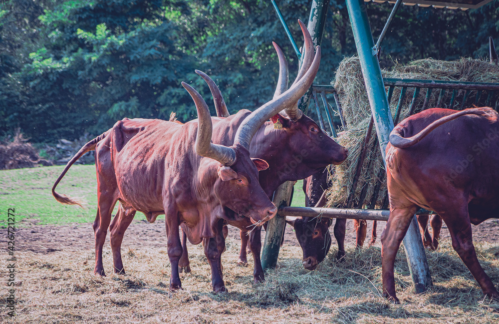Watussirind beim Futterplatz neben anderen Tieren im Tierpark im Sommer ...