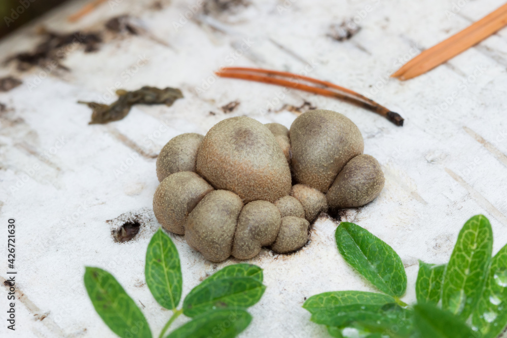The wolf's milk (lat. Lycogala epidendrum), of the family Tubiferaceae ...