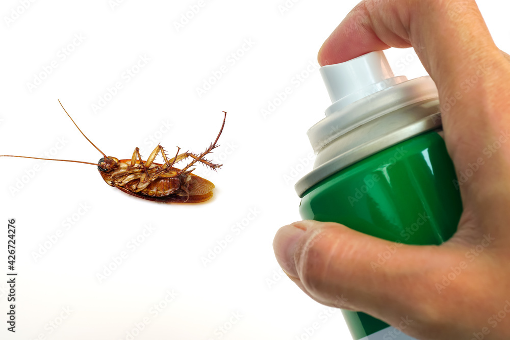 Cockroach spray with spray cans over white background. Stock Photo ...