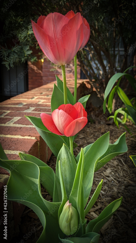 Tulips in different stages of development catch the sunlight in the ...
