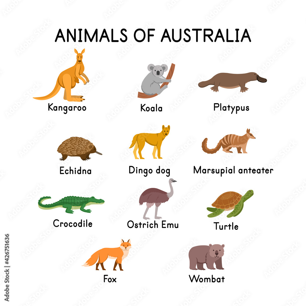 Animals of Australia: kangaroo, koala, platypus, echidna, dingo dog ...